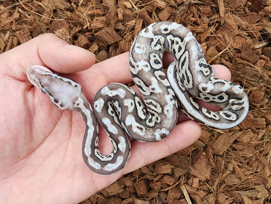 Black Pewter Vanilla Yb Dh Dg Clown Ball Python by Bobs Balls