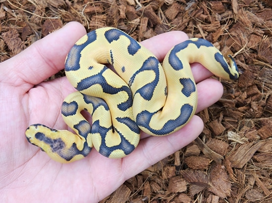 Od Enchi Dg Clown Ball Python by Bobs Balls