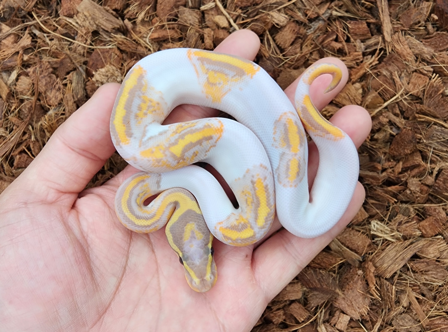 Od Yb Banana Pied Ball Python by Bobs Balls - MorphMarket