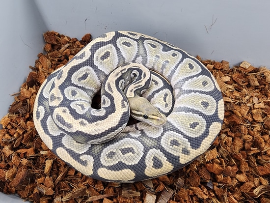 Hypo Cypress Ball Python by Bobs Balls