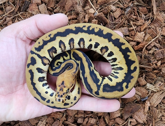 Redhead Batman Ball Python by Bobs Balls