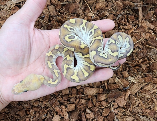 Cypress Mojave Fire Clown Ball Python by Bobs Balls