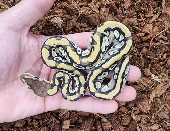 Mojave Puzzle Ball Python by Bobs Balls