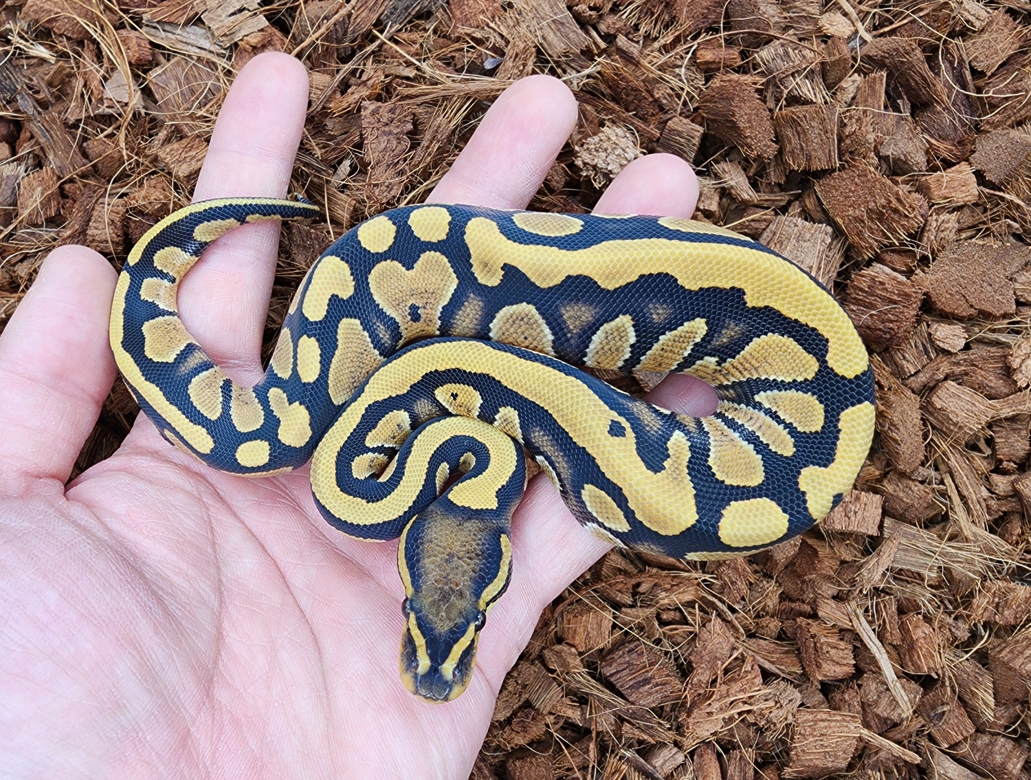 Yb Dg Het Pied Ball Python by Bobs Balls - MorphMarket
