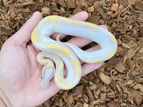 Od Enchi Super Banana Pied Ball Python by Bobs Balls