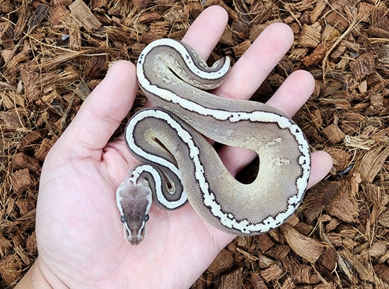Black Pewter Redstripe Cypress Ball Python by Bobs Balls