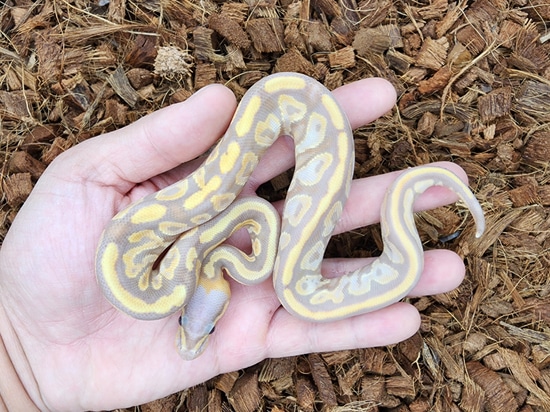 Banana Cypress Ball Python by Bobs Balls