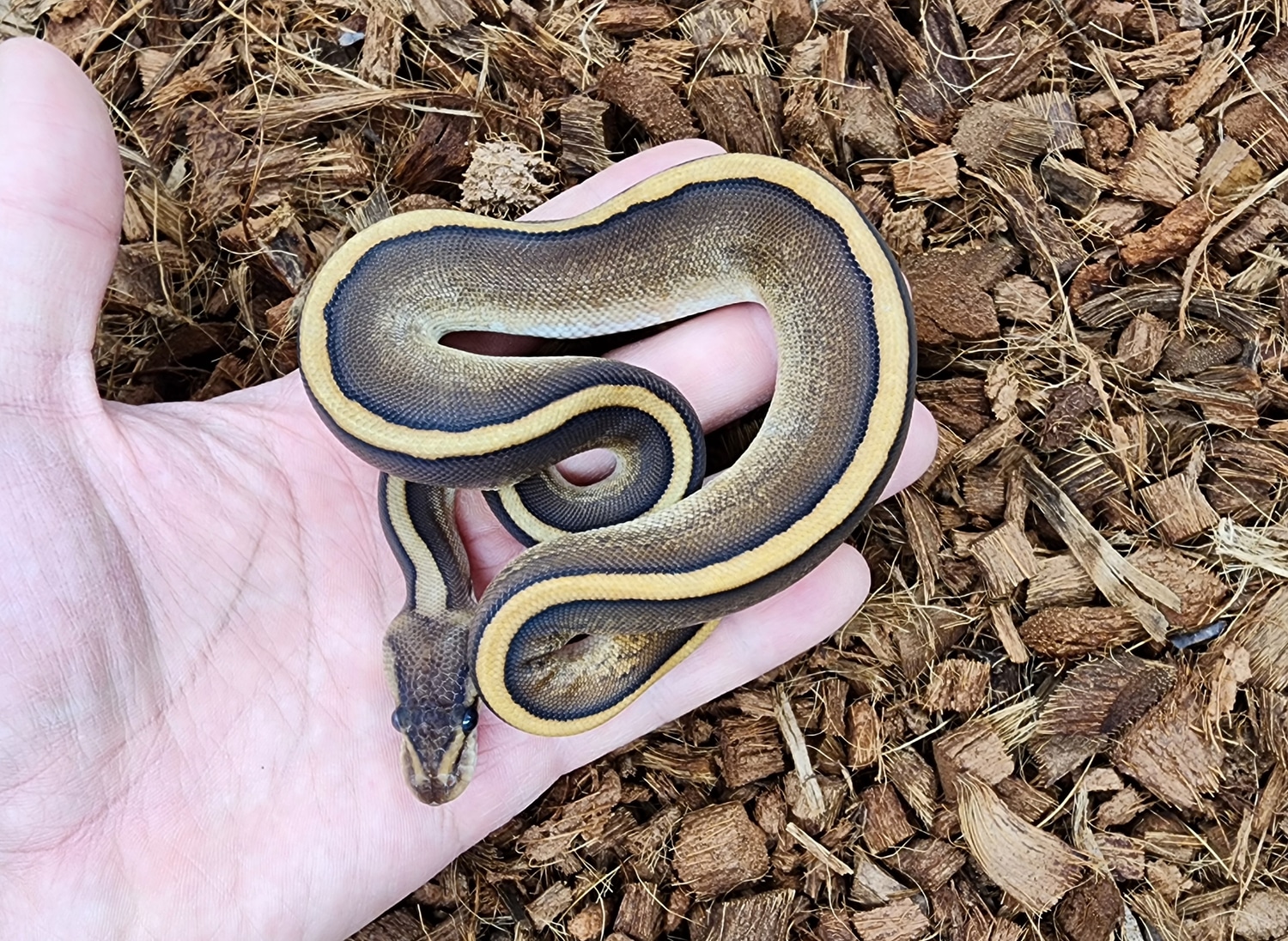 Black Pastel Redstripe Cypress Ball Python by Bobs Balls - MorphMarket