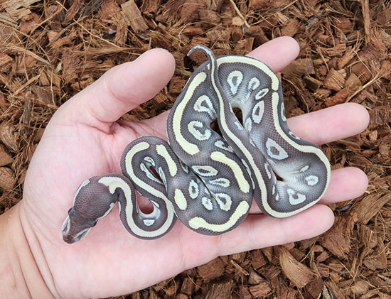 Super Phantom Ball Python by Bobs Balls