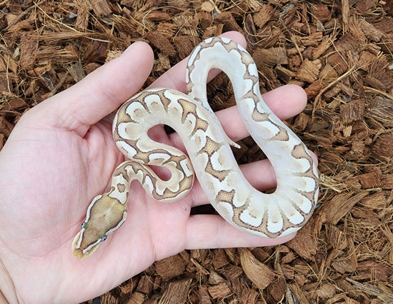 Bamboo Od Enchi Yb Ball Python by Bobs Balls