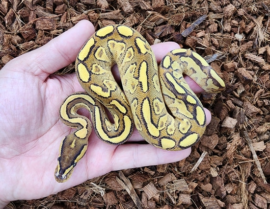 Od Bongo Fire Yb Het Clown Ball Python by Bobs Balls