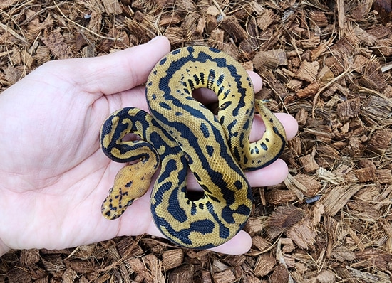 Confusion Batman Ball Python by Bobs Balls