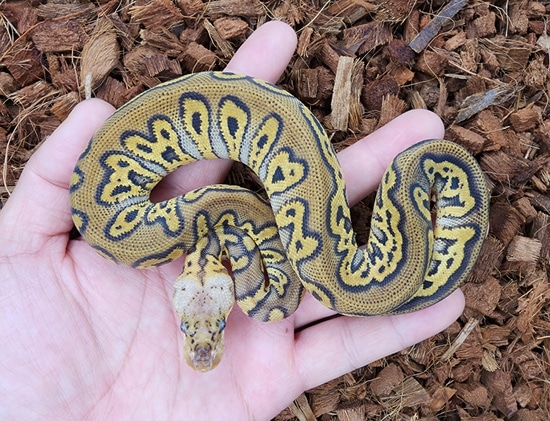 Pastel Stranger Clown Ball Python by Bobs Balls