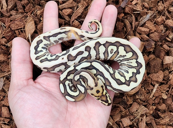 Lesser Leopard Spotnose Yb Het Clown Ball Python by Bobs Balls