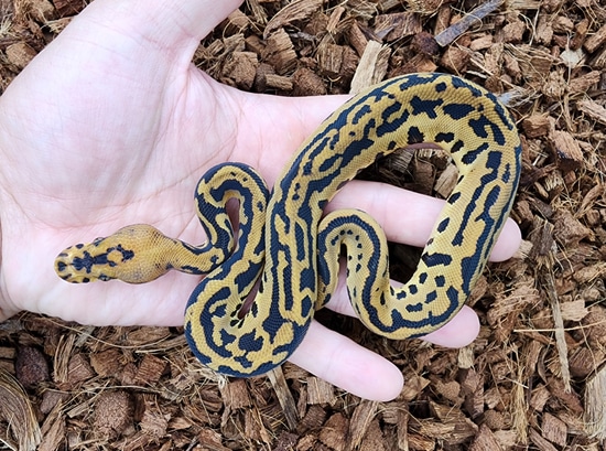 Leopard Spotnose Clown Ball Python by Bobs Balls