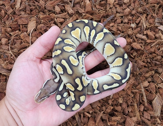 Pastel Od Lesser Chocolate Ball Python by Bobs Balls
