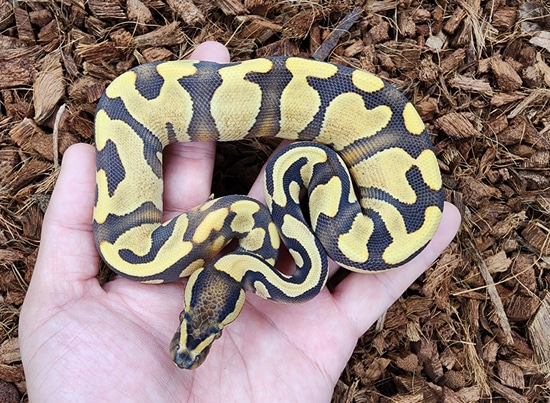 Enchi Yb Dg Het Pied Ball Python by Bobs Balls
