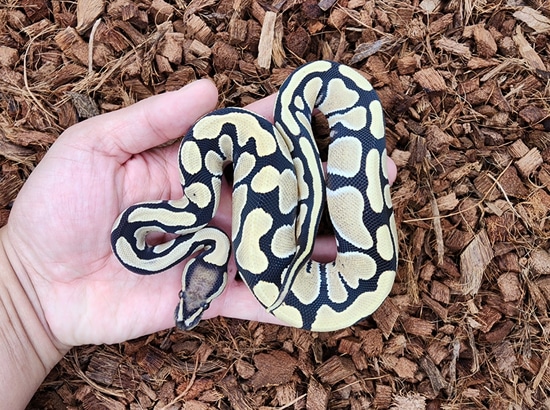 Dg Het Cryptic Ball Python by Bobs Balls