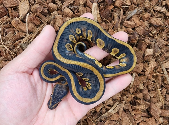 Leopard Stranger Het Dg Ball Python by Bobs Balls