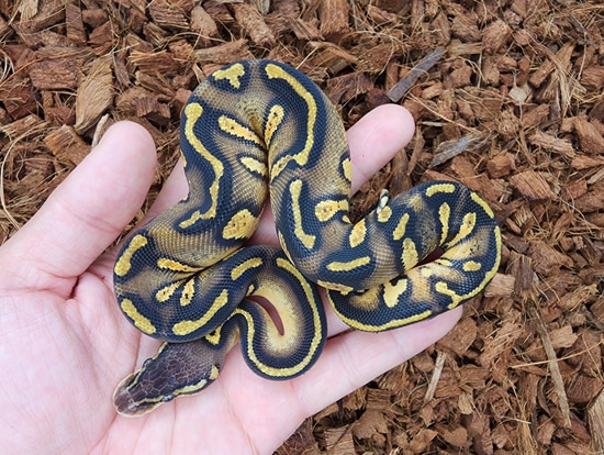 Pastel Stranger Het Dg Ball Python by Bobs Balls