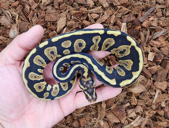 Chocolate Spotnose Dh Dg Hypo Ball Python by Bobs Balls