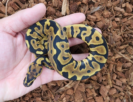 Leopard Spotnose Dh Dg Hypo Ball Python by Bobs Balls