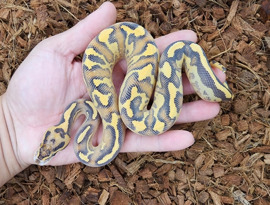 Leopard Highway Ball Python by Bobs Balls