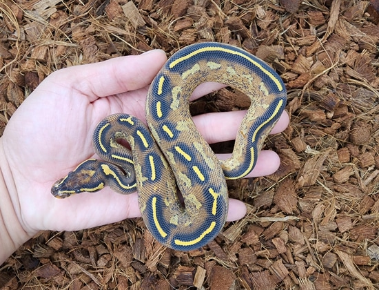 Freeway Ball Python by Bobs Balls