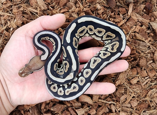 Spotnose Cinnamon Yb Dh Clown Vpi Axanthic Ball Python by Bobs Balls