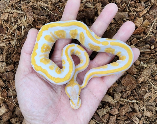 Lavender Albino Stranger Het Vpi Axanthic Ball Python by Bobs Balls