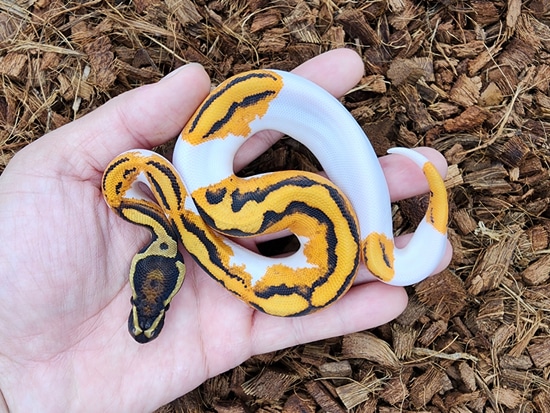 Od Yb Pied Ball Python by Bobs Balls