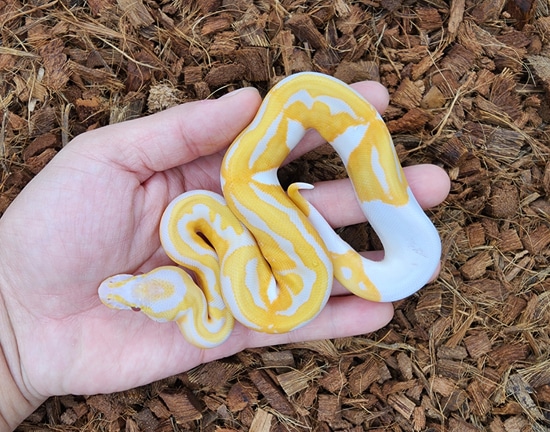 Candy Pied Ball Python by Bobs Balls