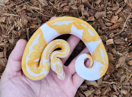 Candy Pied Ball Python by Bobs Balls
