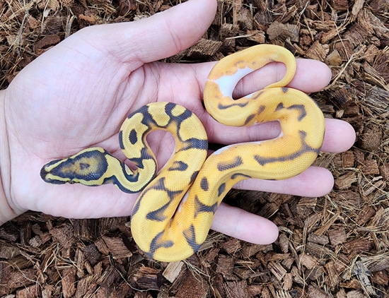 Od Enchi Hypo Pied Ball Python by Bobs Balls