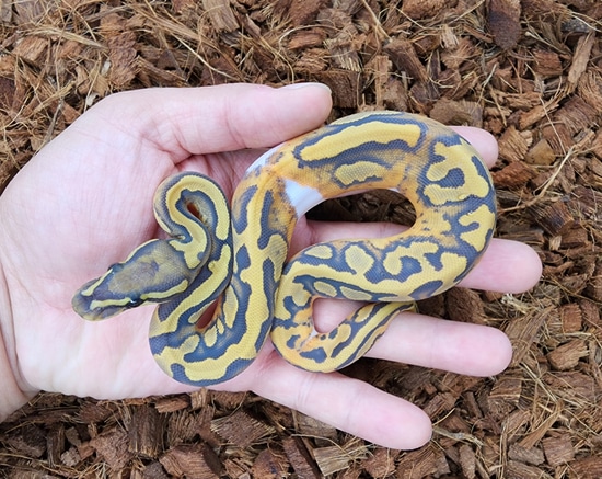 Hypo Pied Ball Python by Bobs Balls