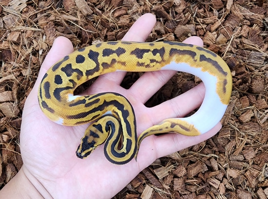 Pastel Leopard Enchi Pied Ball Python by Bobs Balls