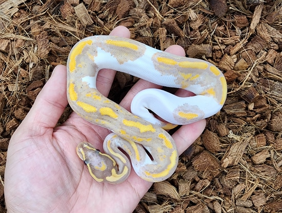 Chocolate Yb Banana Pied Ball Python by Bobs Balls