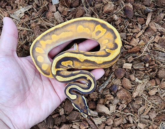Od Enchi Cinnamon Yb Het Pied Ball Python by Bobs Balls