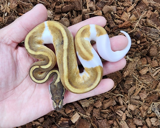 Leopard Mojave Enchi Pied Ball Python by Bobs Balls