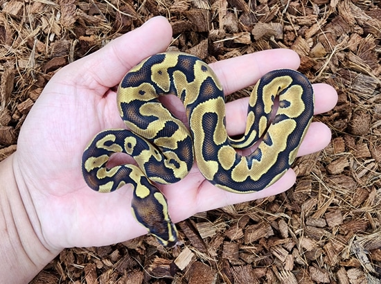 Enchi Yb Lace Ball Python by Bobs Balls