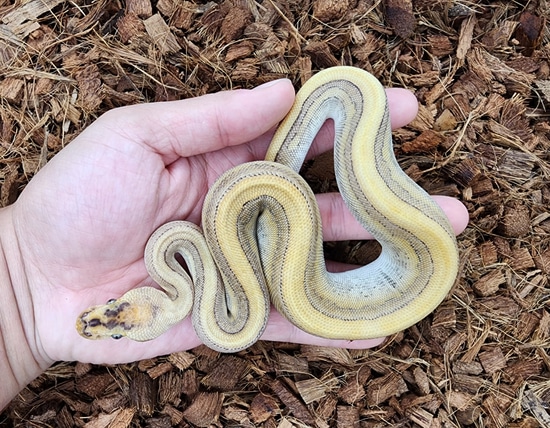 Super Red Stripe Cypress Ball Python by Bobs Balls