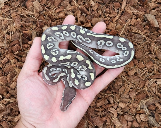 Super Phantom Ball Python by Bobs Balls