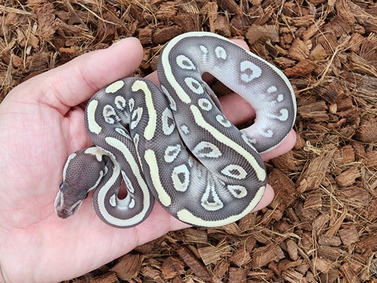 Super Phantom Ball Python by Bobs Balls