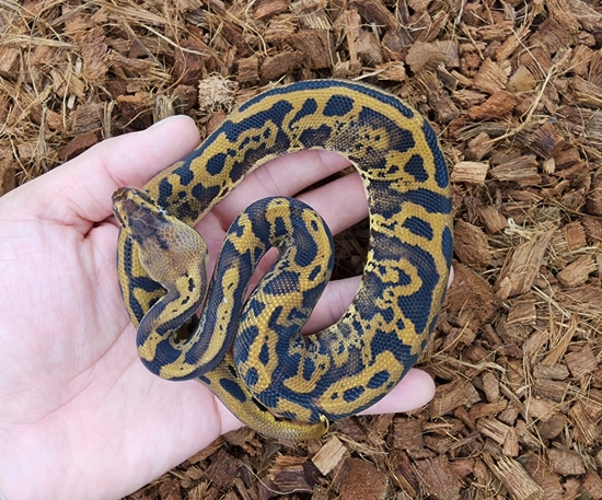 Pastel Leopard Vudoo Confusion Ball Python by Bobs Balls