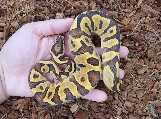 Leopard Enchi Yb Mckenzie Ball Python by Bobs Balls