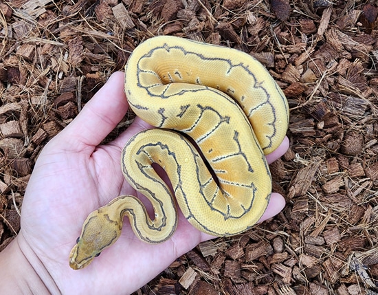 Od Hypo Pinstripe Ball Python by Bobs Balls