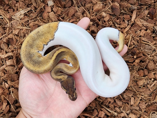 Blackhead Mojave Pied Ball Python by Bobs Balls
