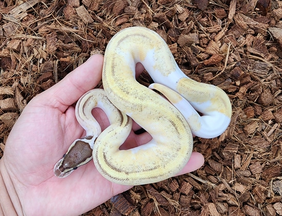 Pastel Mojave Fire Yb Pied Ball Python by Bobs Balls