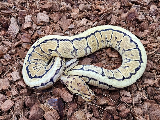 Spotnose Pin Yb Dh Hypo Dg Ball Python by Bobs Balls