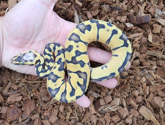 Mckenzie Enchi Firefly Het Clown Ball Python by Bobs Balls
